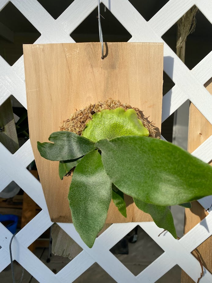 Staghorn Ferns – Orchid Stuff Plus