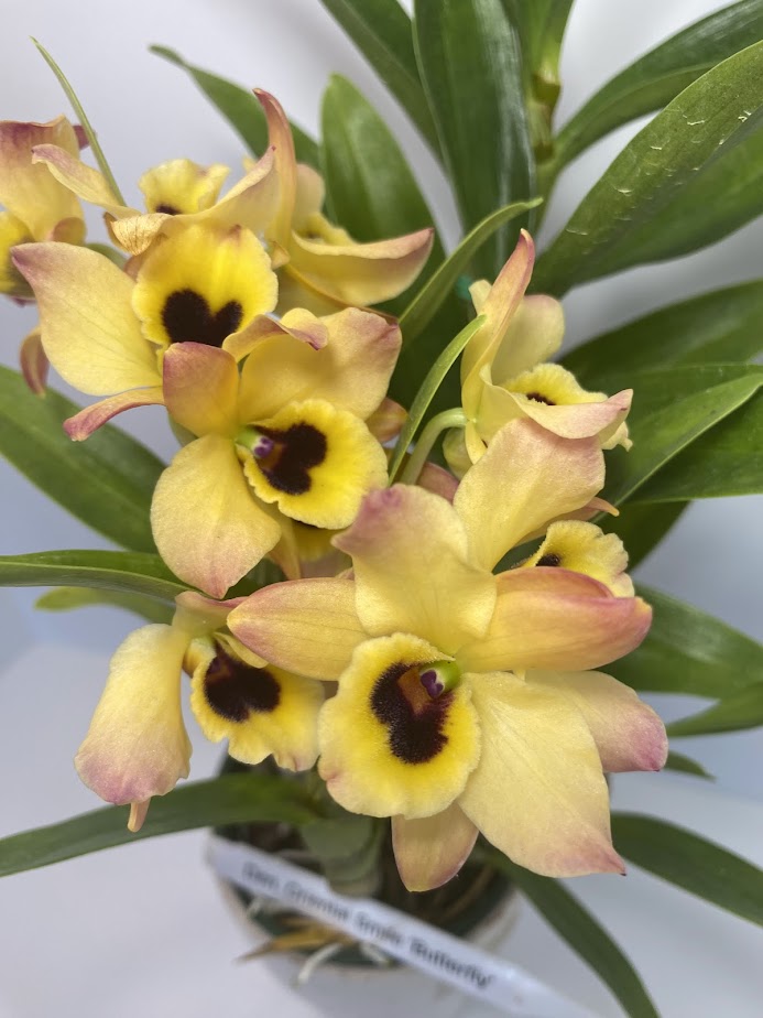 Dendrobium Orchids – Orchid Stuff Plus