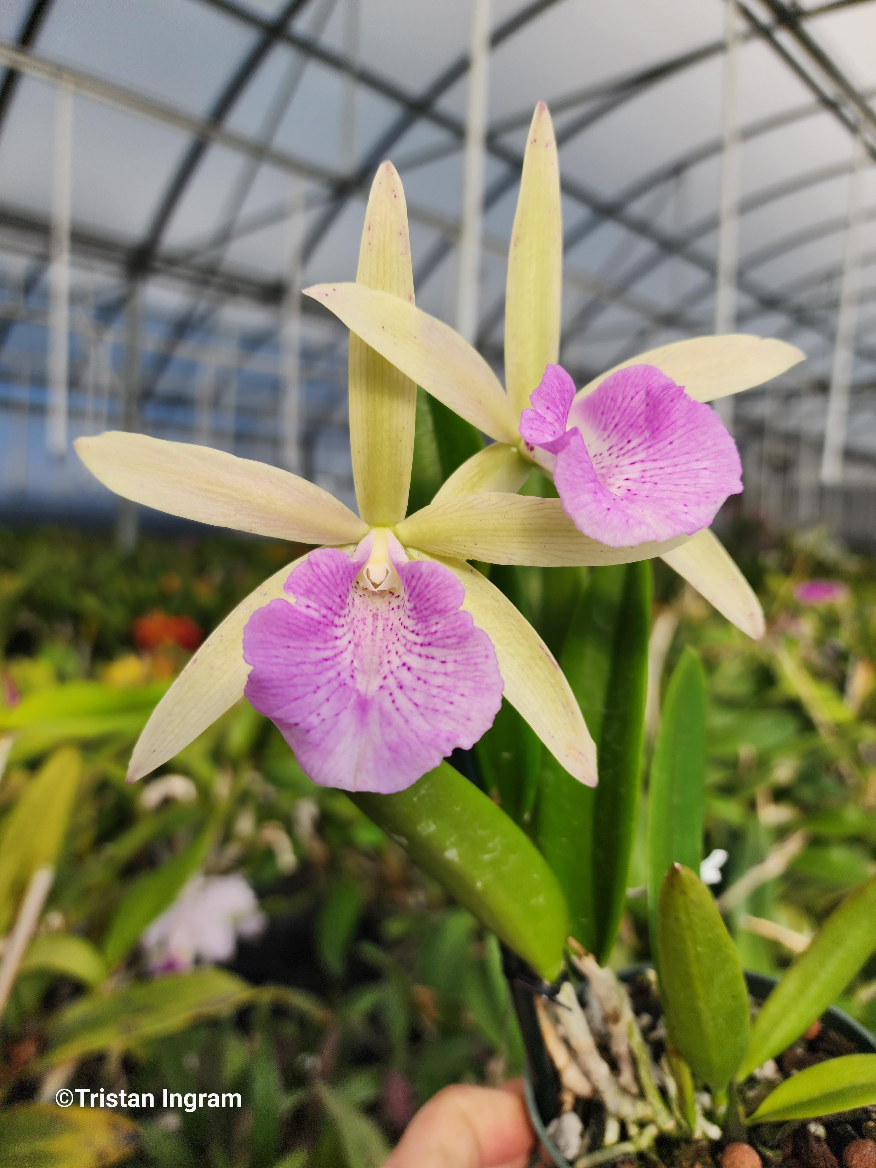 Collections – Orchid Stuff Plus