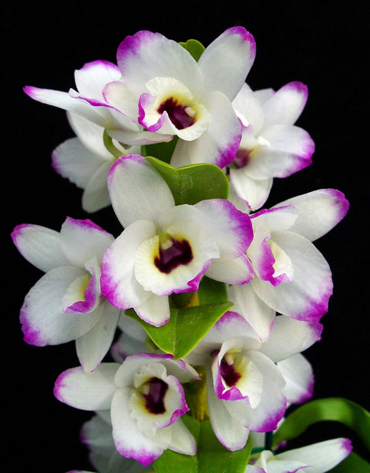 Amazing Orchids – Orchid Stuff Plus