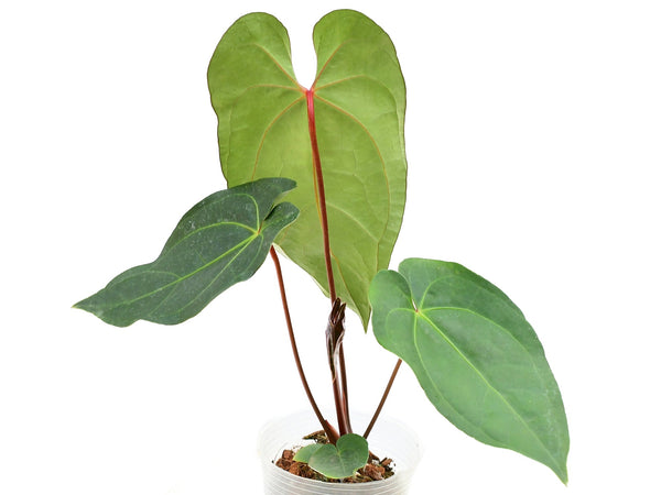 Anthurium Shuar Princess – Orchid Stuff Plus
