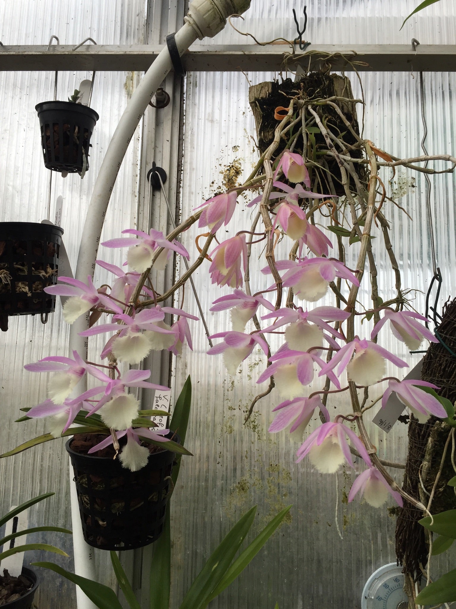Dendrobium Orchids – Orchid Stuff Plus