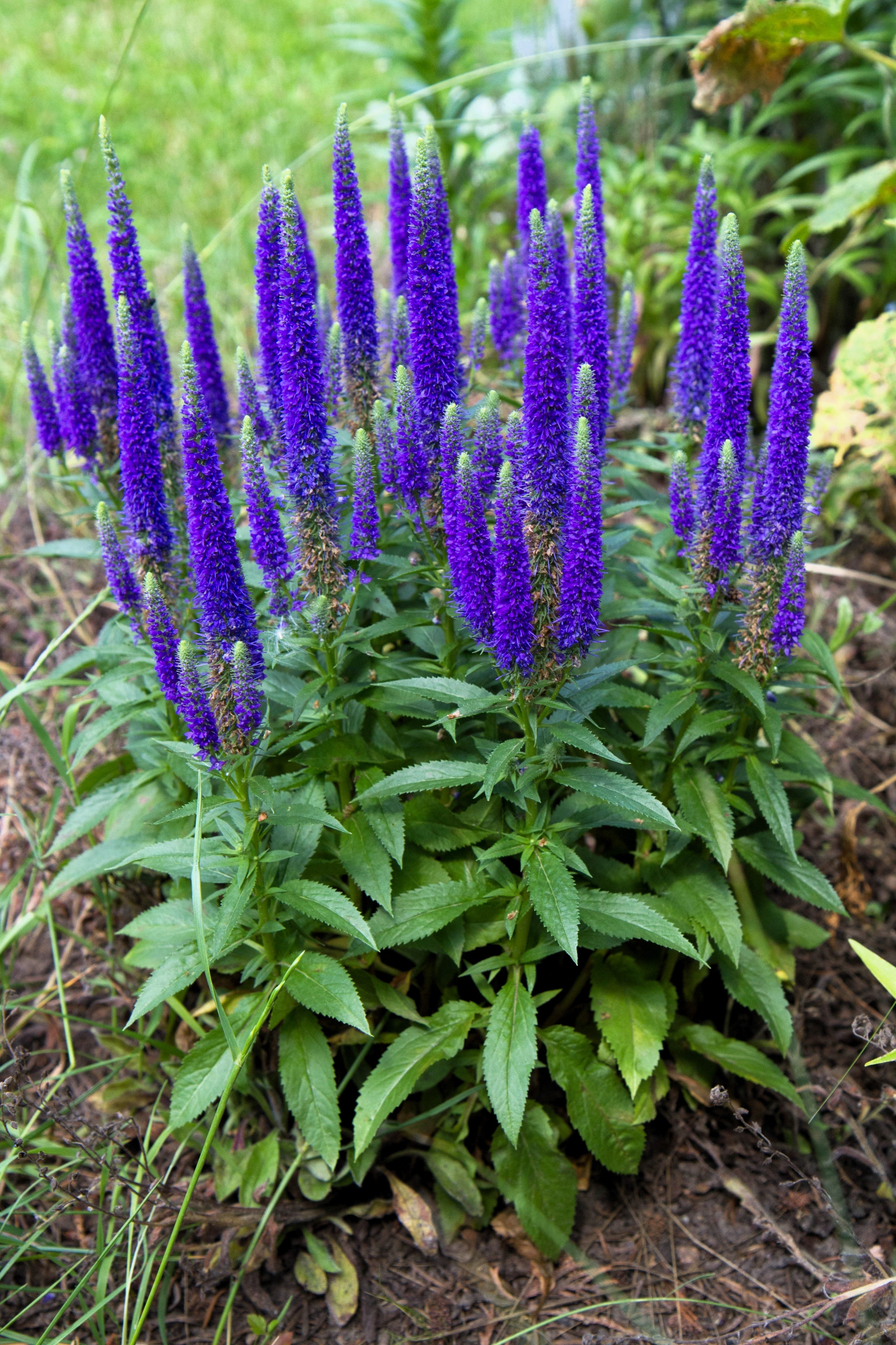 50 Mixed Colors VERONICA SIGHTSEEING MIXTURE (Spike Speedwell) Veronic ...