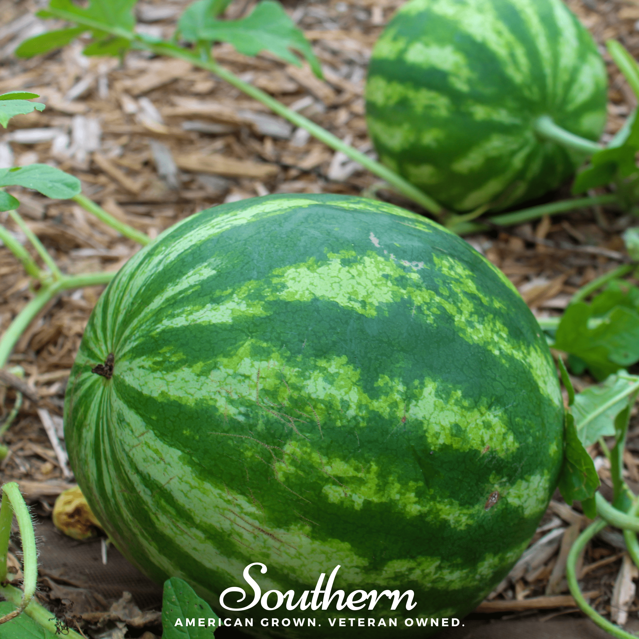 Crimson Sweet Watermelon – 25 Seeds – Orchid Stuff Plus